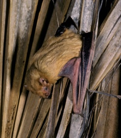 Catalogue of Organisms: Little Yellow Bats