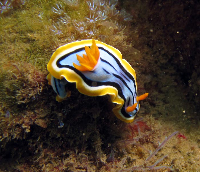 Nudibranchs Species