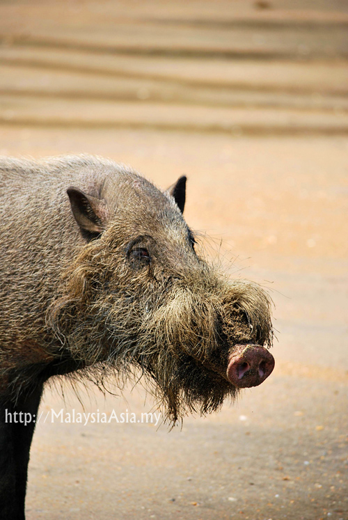 Bearded Pig Pictures