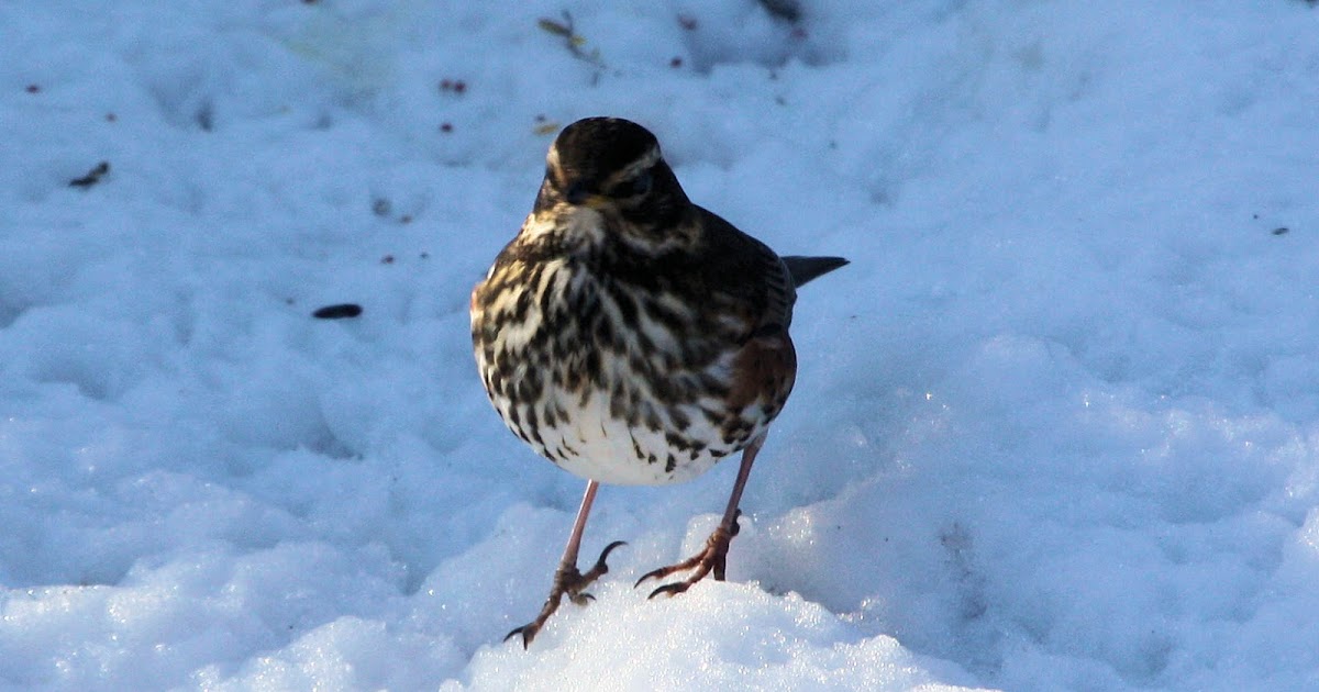 Redwings & Fieldfares