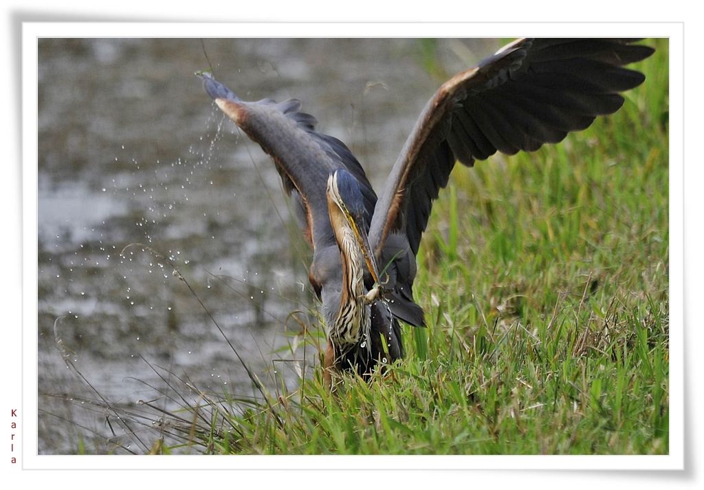NATUURLIJK NEDERLAND: PURPER REIGER, POLDERS NEXT TOPMODEL