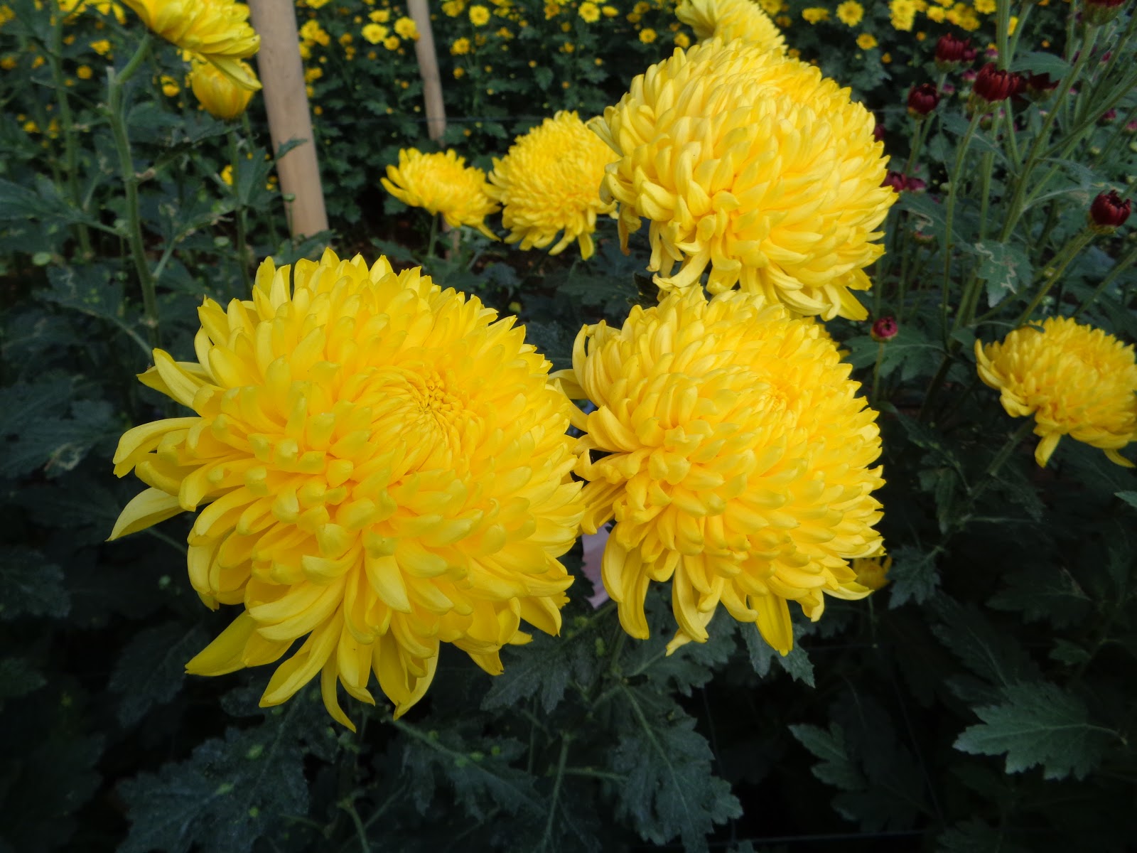 Tipe Bunga Krisan | Budidaya Tanaman