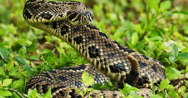 Life is short, but snakes are long: Rattlesnake Roundups