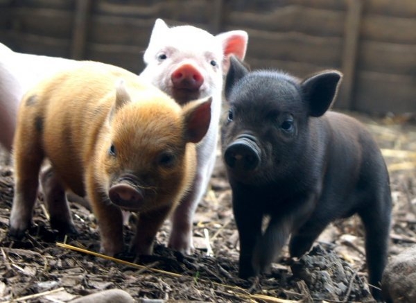 Magical Micro Pigs!: Micro Pigs - FAQ's