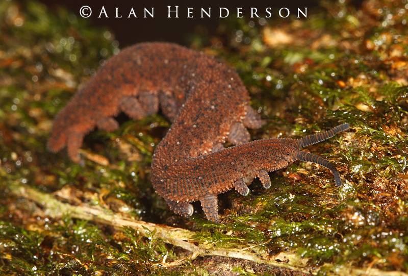 Minibeast Wildlife - Rainforest Encounters: Velvet Assassins