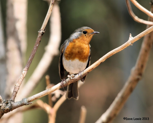 Birds from Behind : Lesson #137