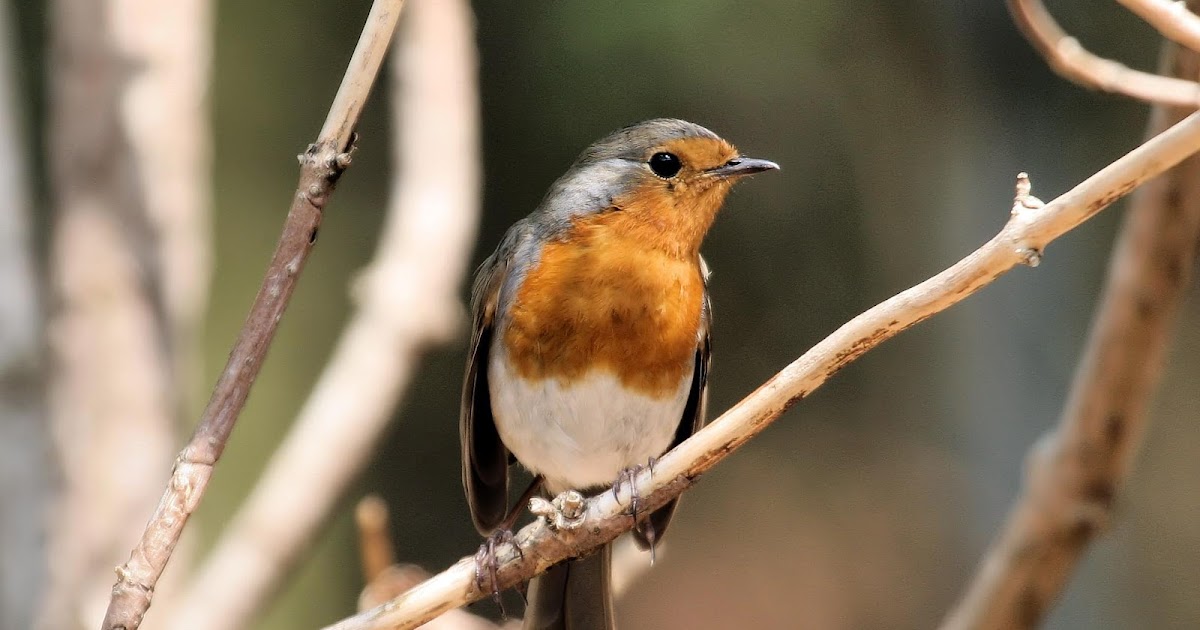Birds from Behind : Lesson #137