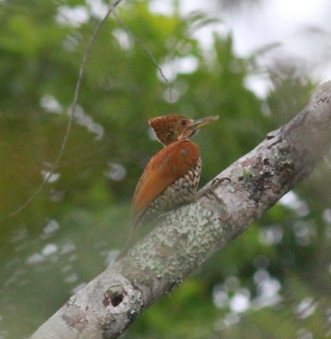 A Birder in The Philippines: Flamebacks of The Philippines