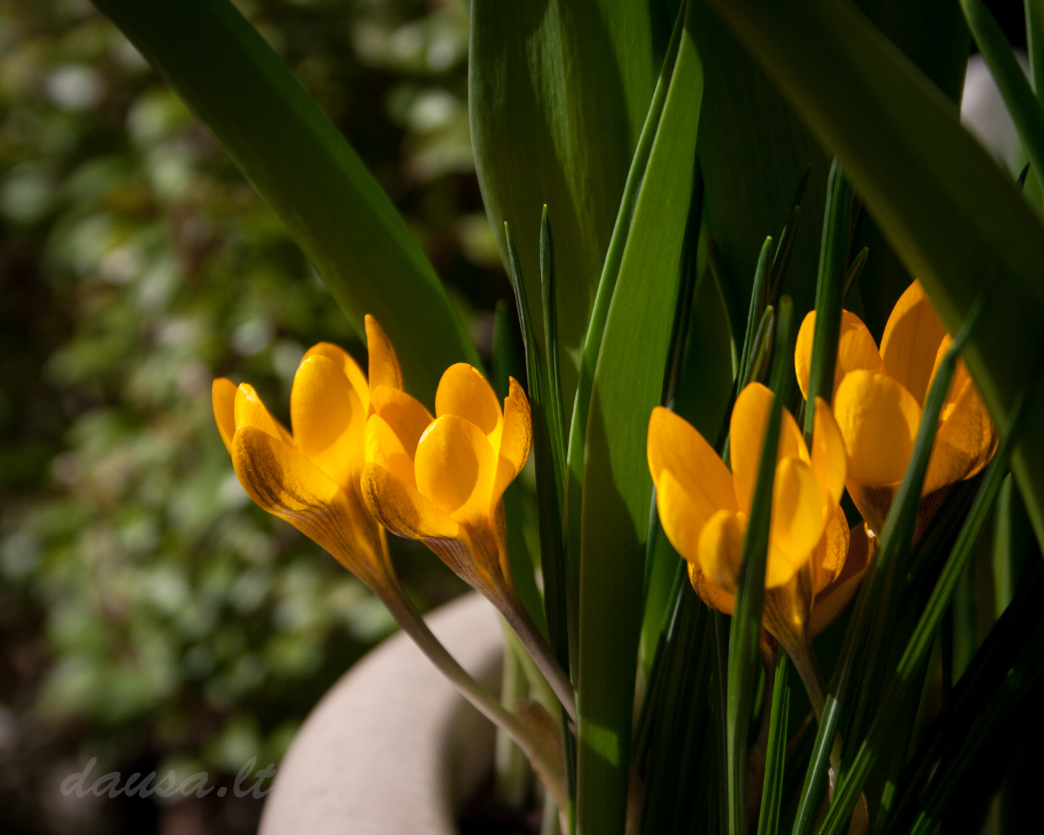 Gilės medis: Botaniniai krokai