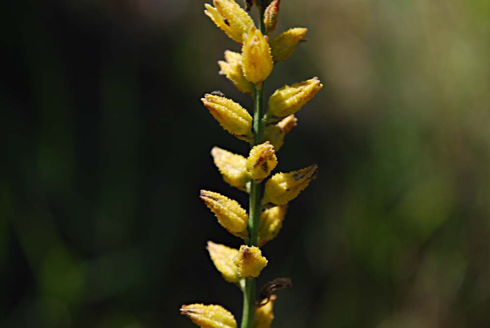 Space Coast Wildflowers: Tosohatchee WMA, June 3, 2012