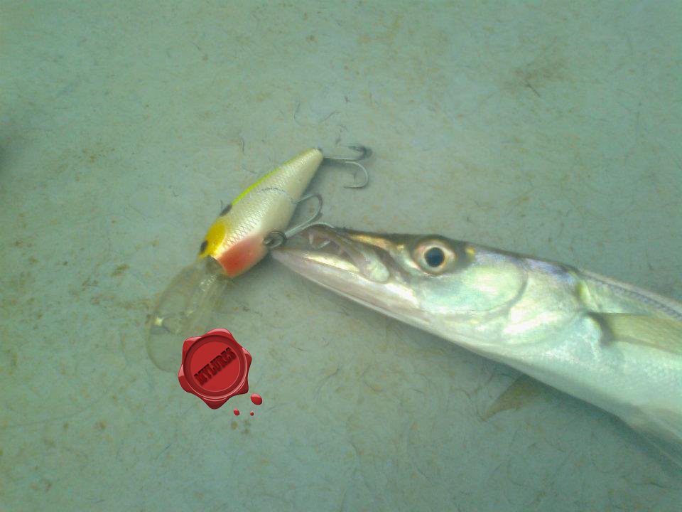 MyLures: *GALLERY*