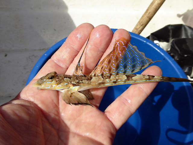 Nätmönstrad sjökock (Callionymus reticulatus) spöfångad ~ Jakten på 100 ...