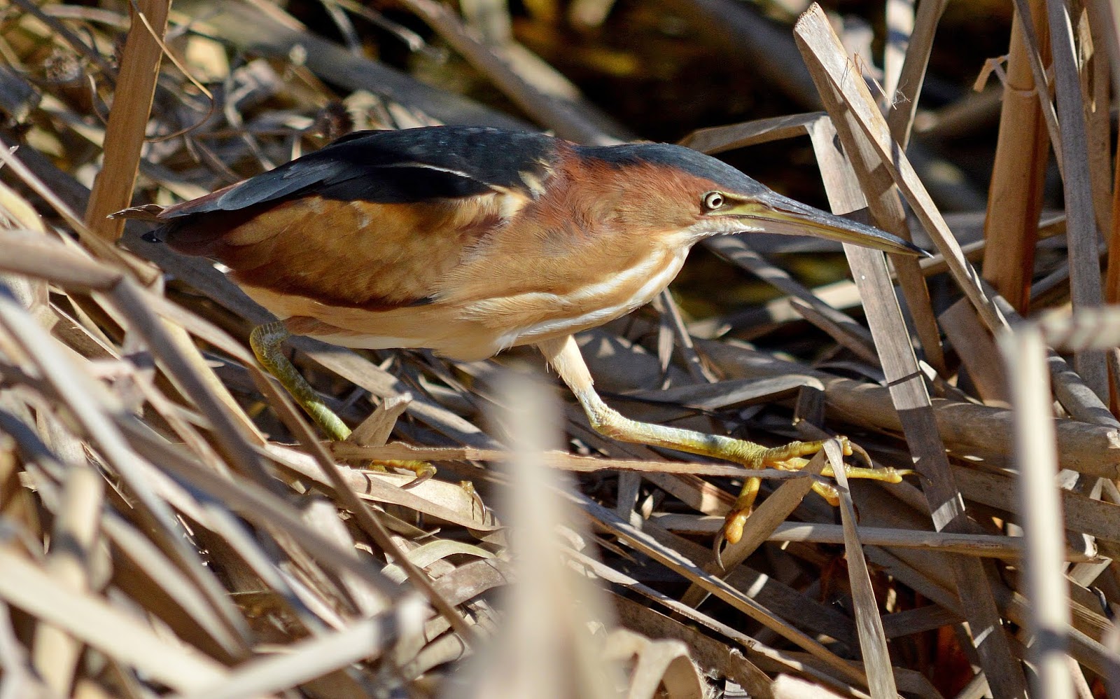 1410 OakWooD: Hard Wetland Birds