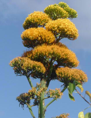 Flowers around the world: The National Fower every country (A)