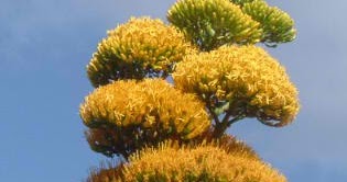 Flowers around the world: The National Fower every country (A)