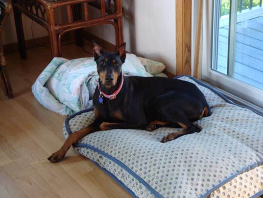 Diva Update-the doberman who faced death - Doberman Rescue Minnesota ...