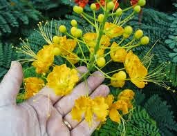 KEMBANG MERAK (Caesalpinia pulcherrima) | Eny Prasetyo