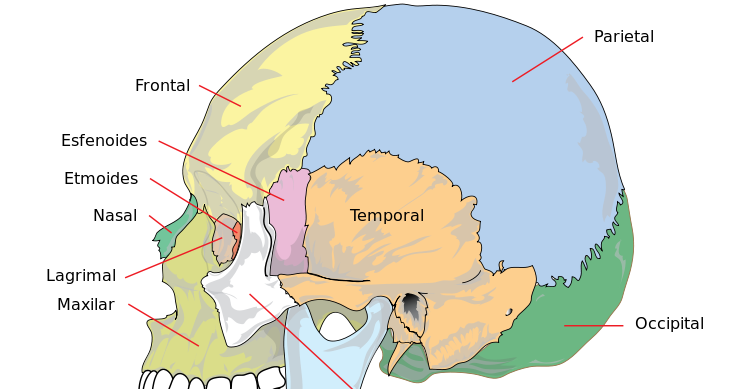 Morfofisiologia I: CABEZA OSEA