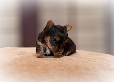 Arizona Teacup Yorkies: Yorkies: 4 Weeks Old