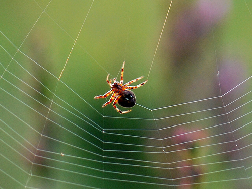 margaret-cooter: Poetry Thursday - A Noiseless Patient Spider by Walt ...