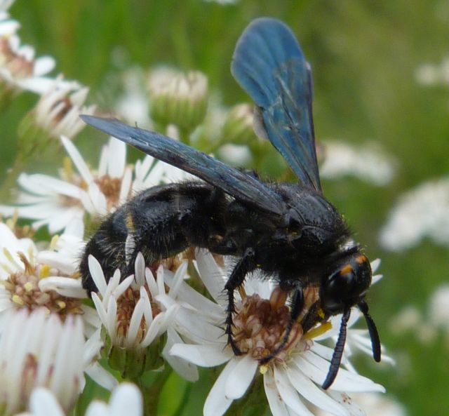 ANPS does the insects of the Tinderries