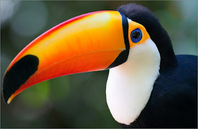 Pulitissima: IL TUCANO