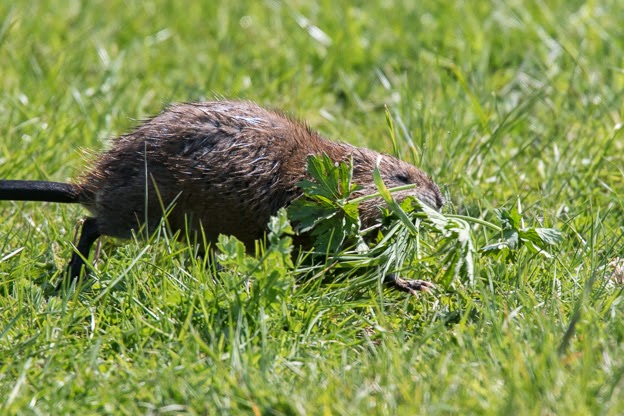 Bird and Wildlife Photos from Somerset and Devon : More wildlife from ...