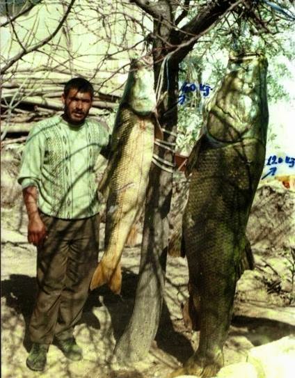 Big Fishes of the World: MANGAR (Luciobarbus Esocinus)
