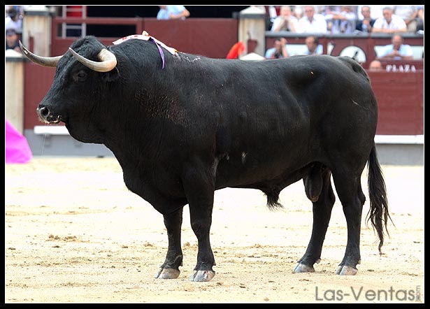 SABIAS QUE LOS TOROS: ~ Los Mejores Amigos en el Mundo