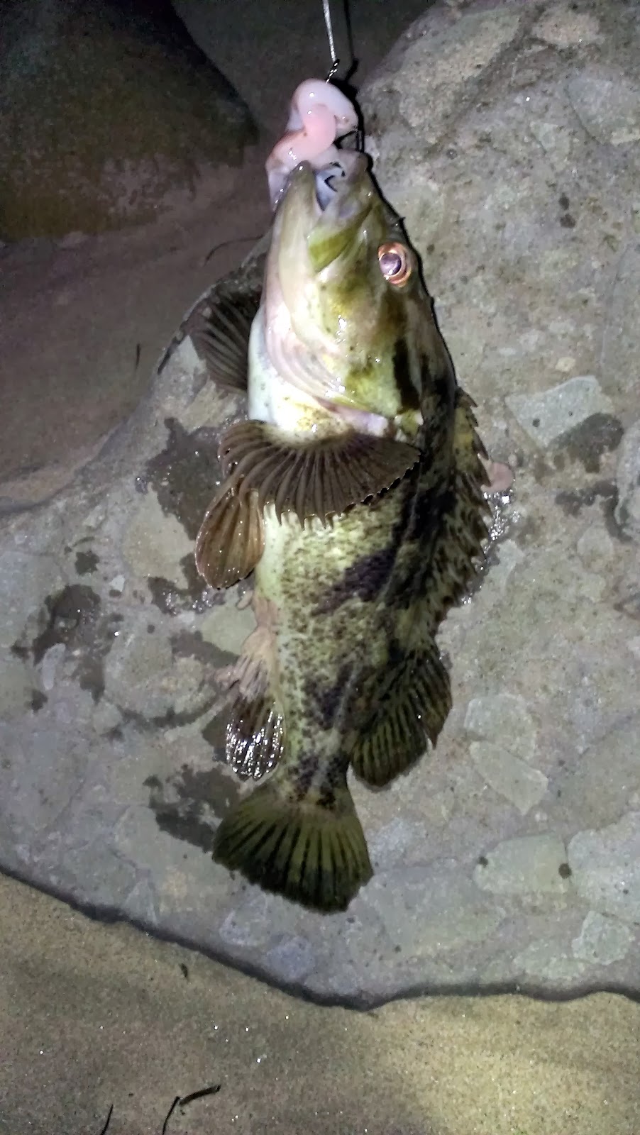 Burger's Fishing Log: Surf Fishing Malibu 10-18-2013 with Flannery