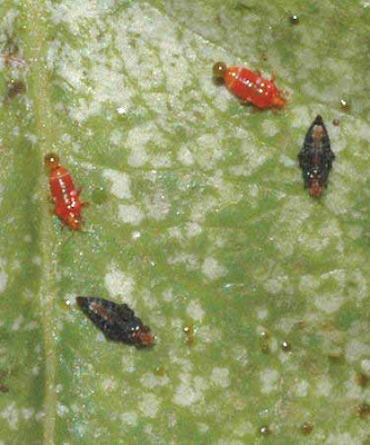 ENTOMOLOGÍA AGRÍCOLA