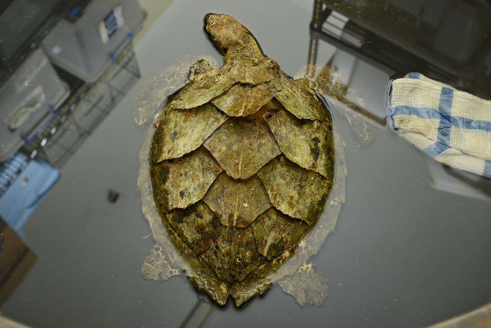 Small Animal Talk: What does One Health actually look like?