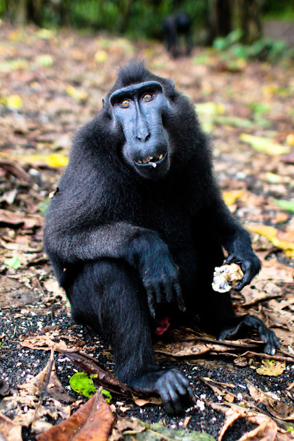 The Most Iconic Rainforest Animal of Indonesia - BorneoScape