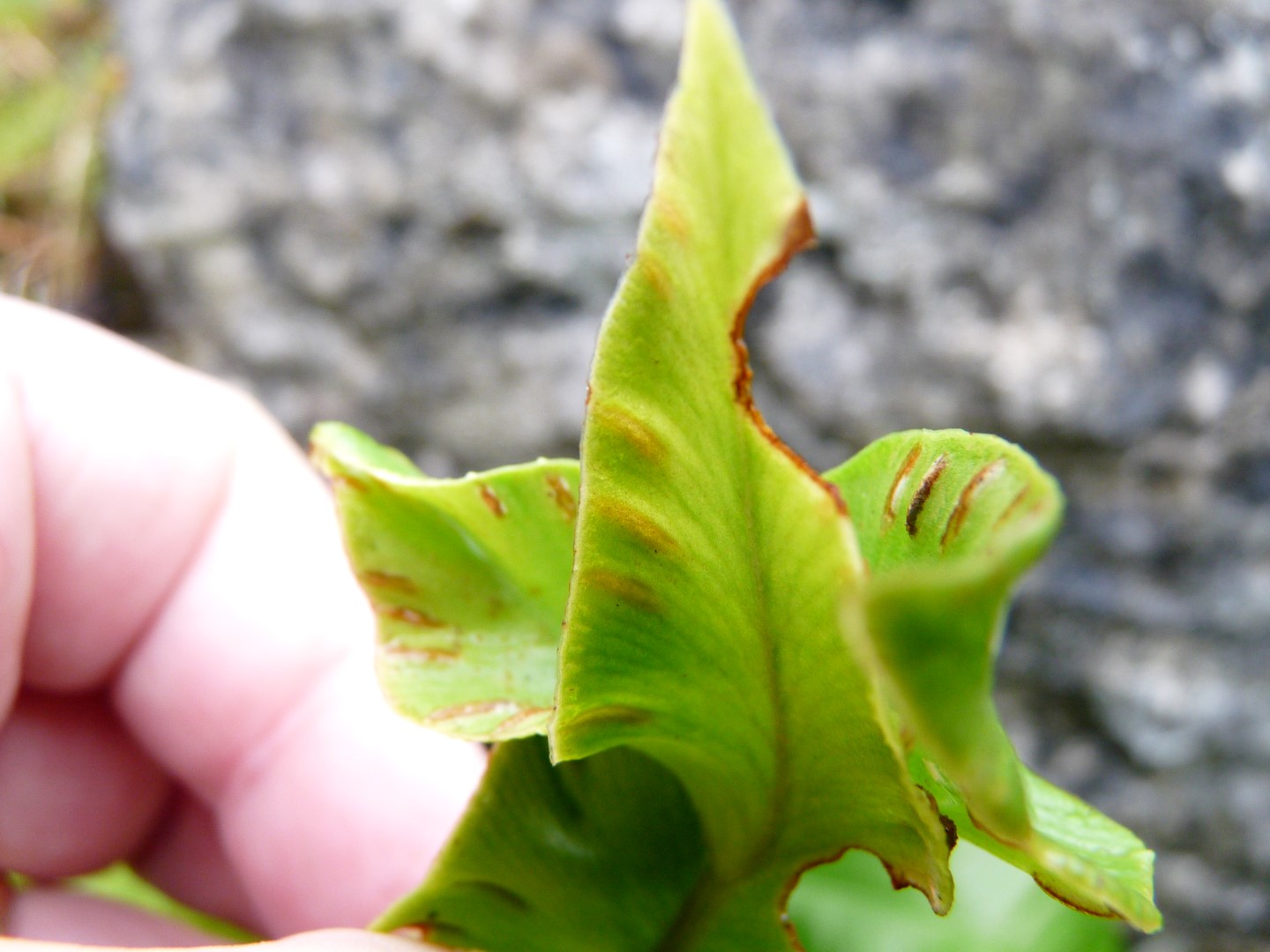 Hutton Roof's Special Ferns and More: Asplenium scolopendrium (Harts ...