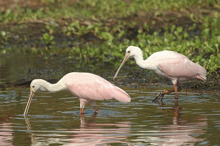 Cultura Guaraní: La Espátula Rosada Garza