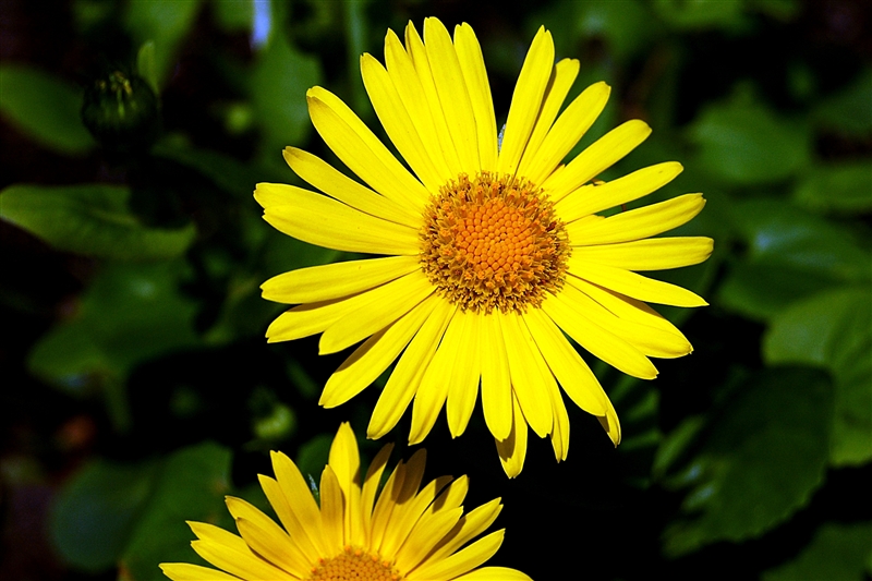 Capadia Designs: Easter Celebrations