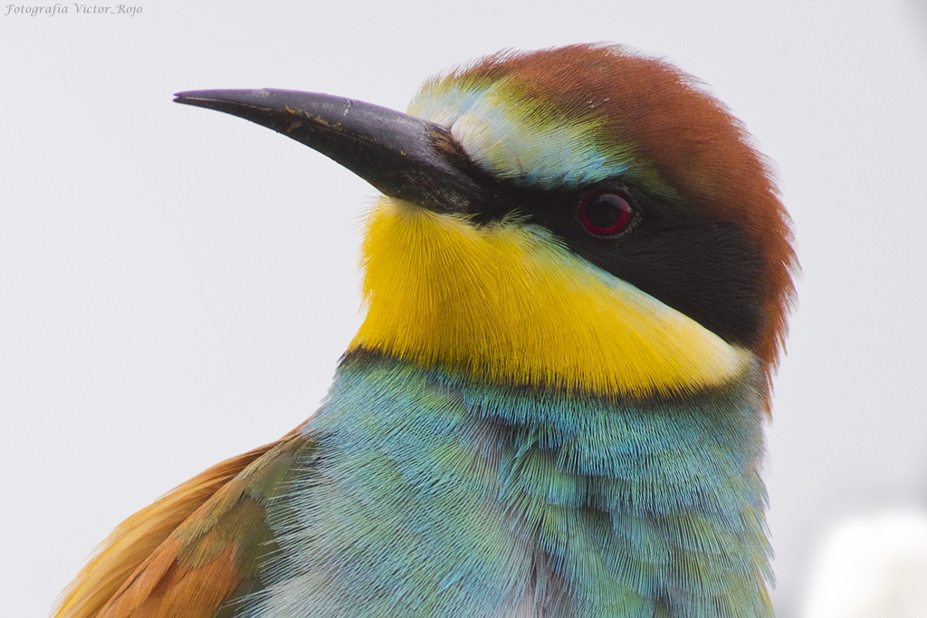 Victor_Rojo Fotografía: ABEJARUCO (Merops apiaster)