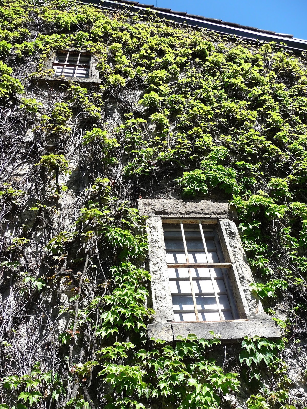 Sette Design: Houses Covered in Vines - Napa Valley