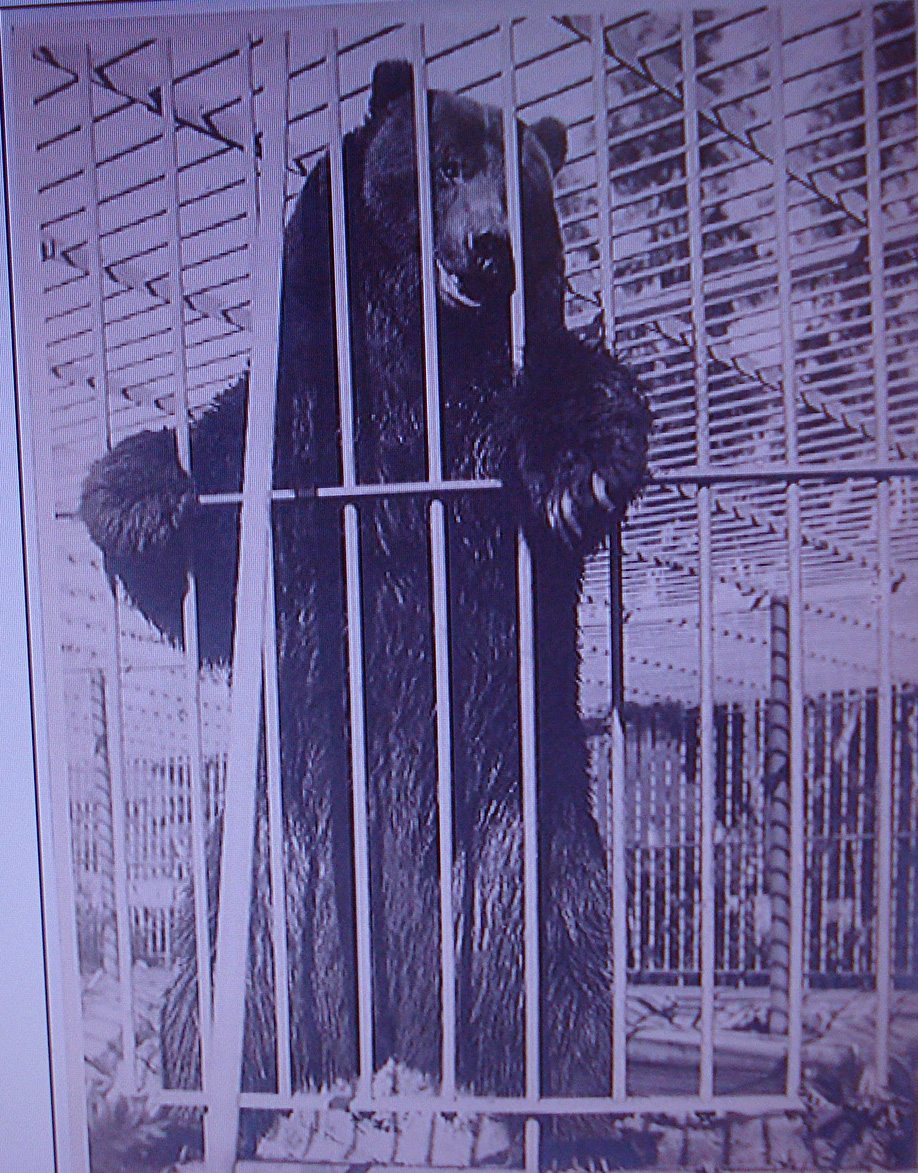 Haggin Museum Docent Council: Another Kind of Forest Monarch