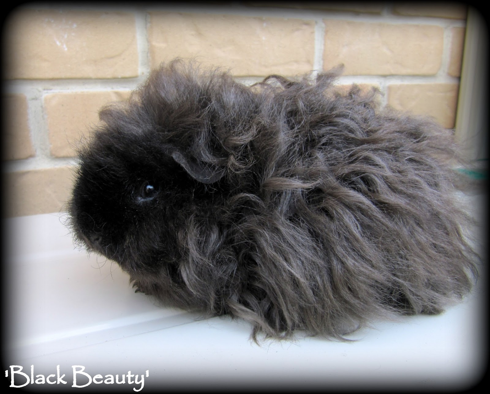 All Things Guinea Pig: Black Beauty's first litter (to Gizmo)