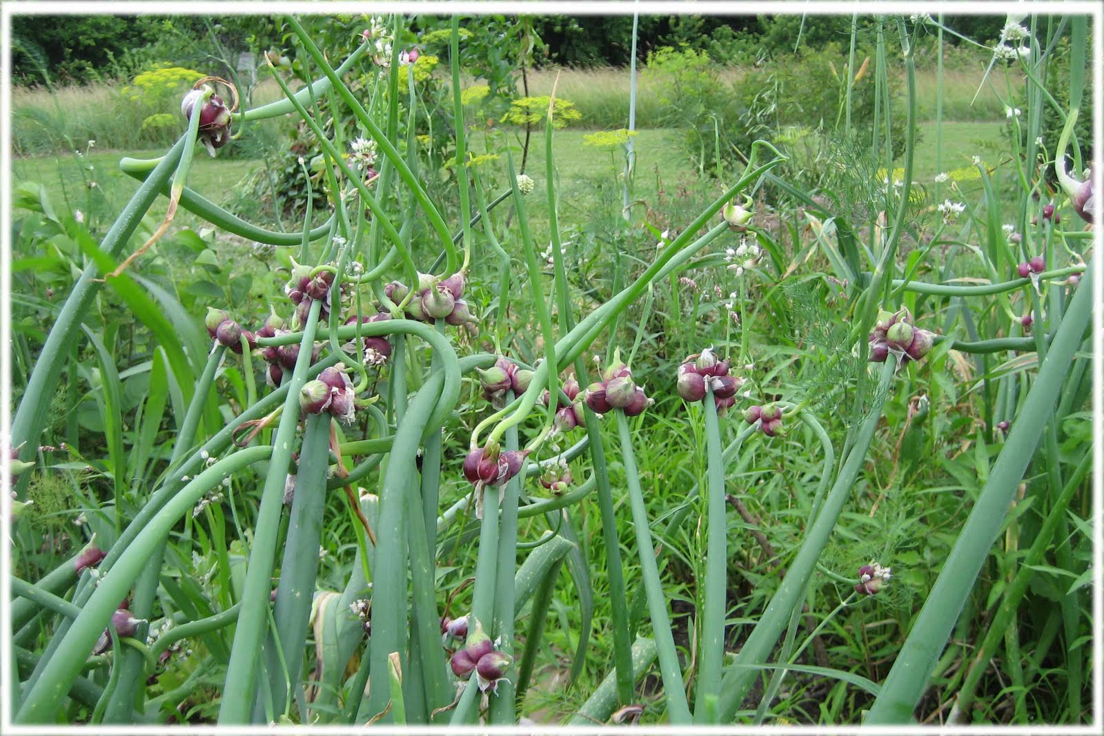 Butterfly Hill Farm: In Praise of Winter Onions