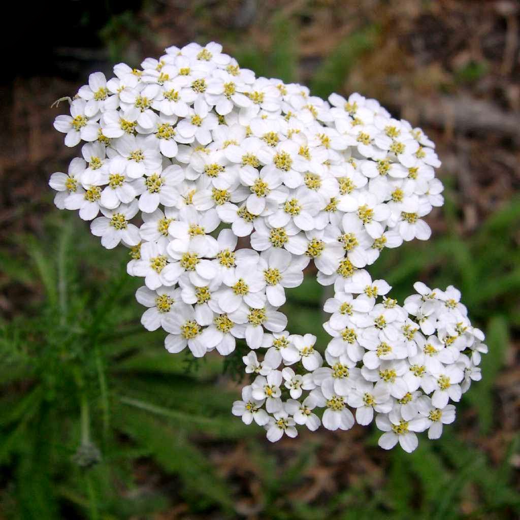 Flower Homes: Achillea Flowers