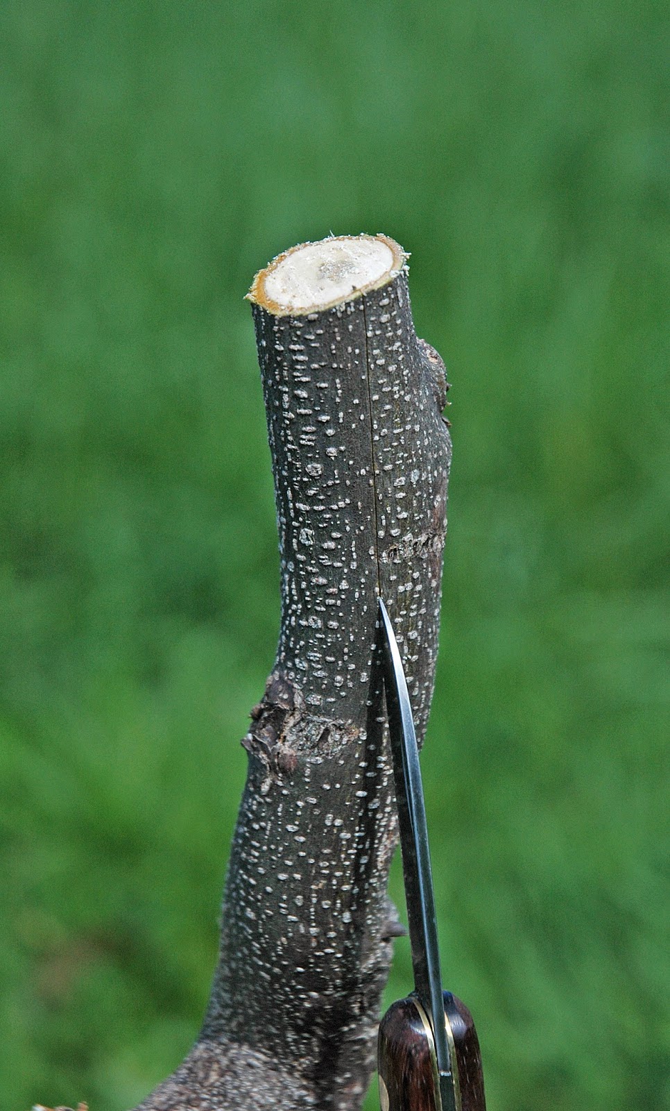 Northern Pecans: Time for grafting