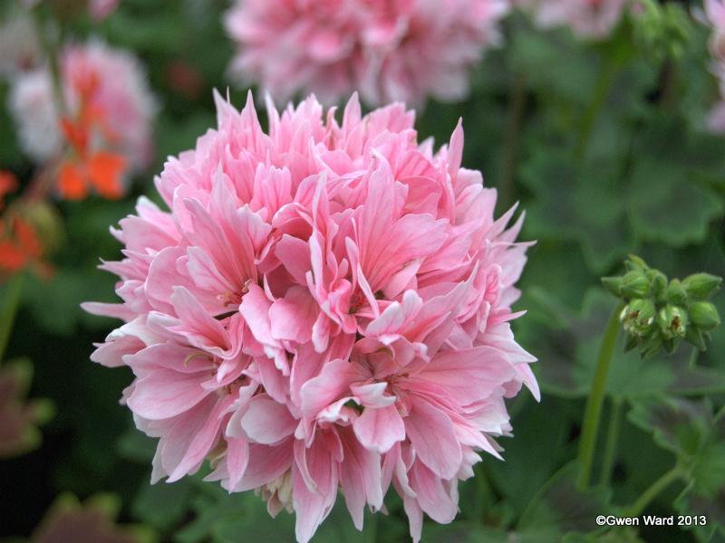 PERFECT PELARGONIUMS: Vectis Finery -Stellar pelargonium