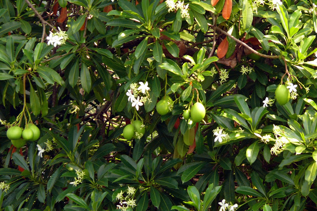 Explore Indialand: 8 Poisonous Plants In India That Can Kill