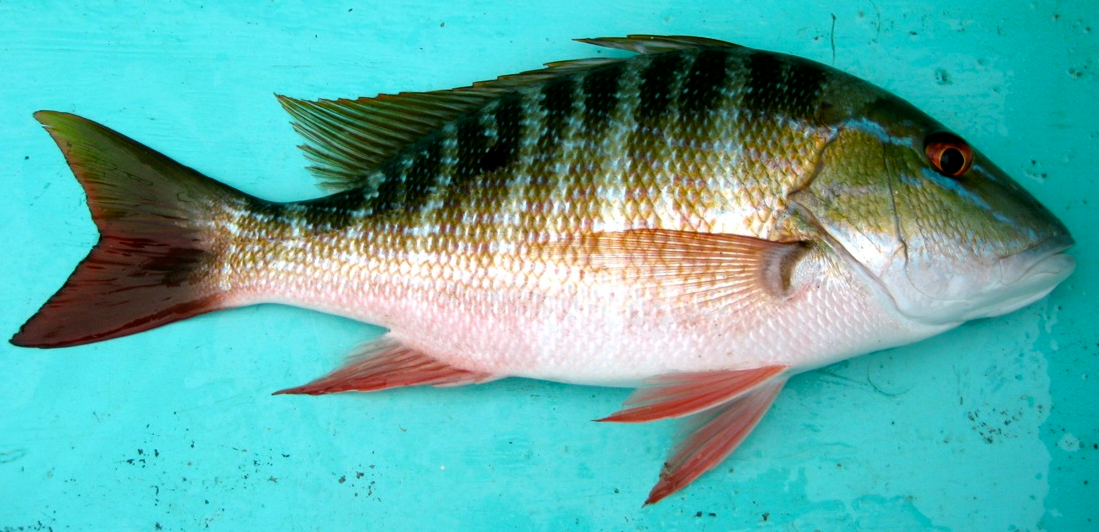 Fish Identification: August 2014