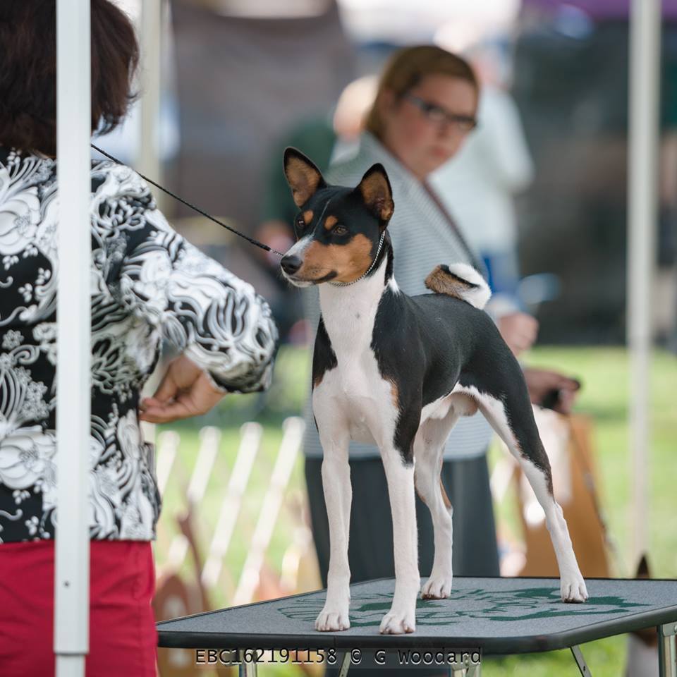 Positive Training for Show Dogs: Holding a Stack with Distance and ...