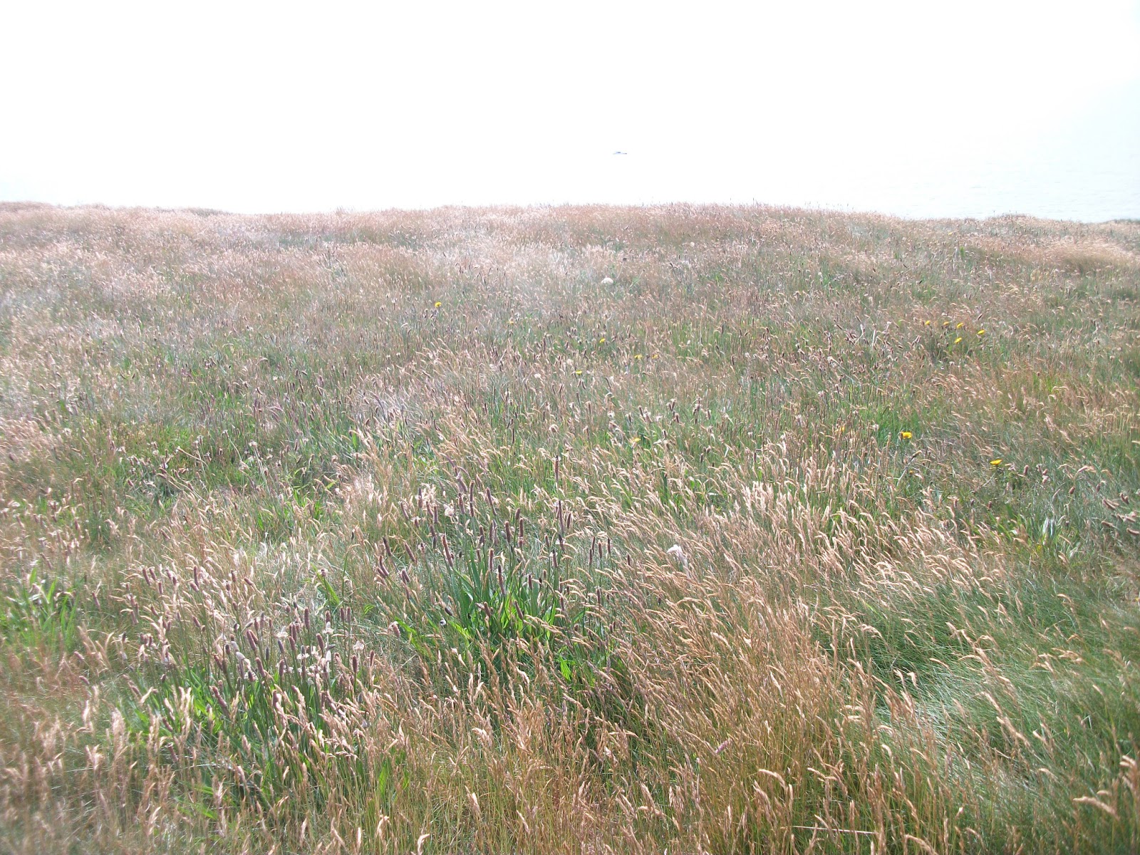 Campaign For The Protection of Pembrokeshire: Come to Pembrokeshire ...
