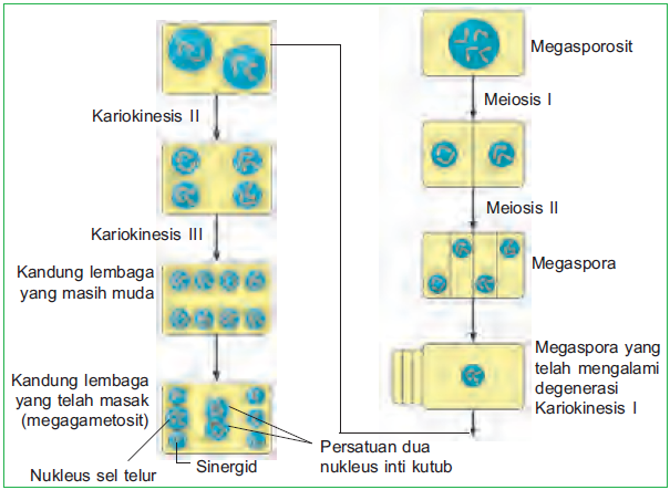 Gametogenesis Pada Tumbuhan (Mikrosporogenesis Dan & Megasporogenesis ...