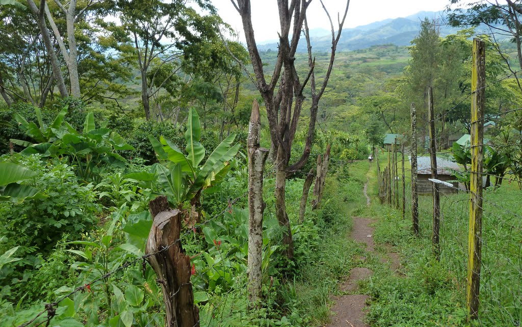 bugs and bananas: 2011 Katagu Games